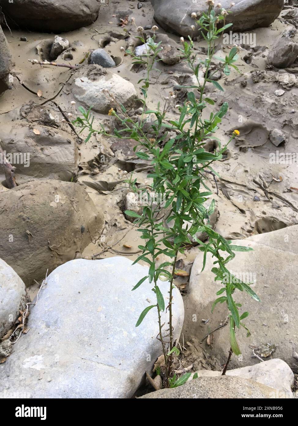 Spanish False Fleabane (Pulicaria paludosa) Plantae Stock Photo - Alamy