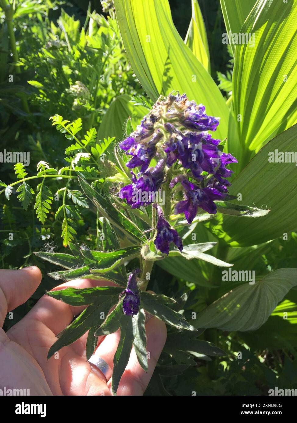 Subalpine Larkspur (Delphinium barbeyi) Plantae Stock Photo - Alamy