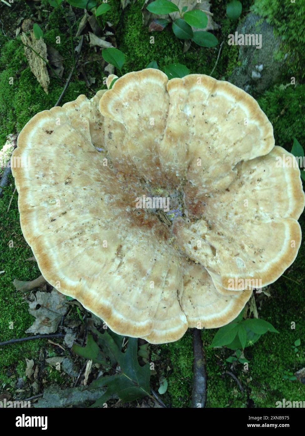 Common Funnel (Infundibulicybe gibba) Fungi Stock Photo - Alamy