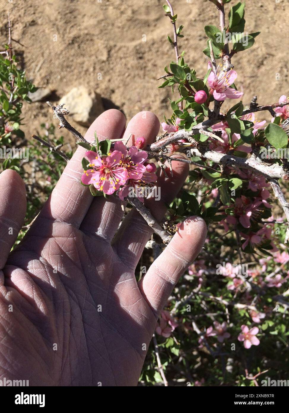 Desert Peach (Prunus andersonii) Plantae Stock Photo - Alamy