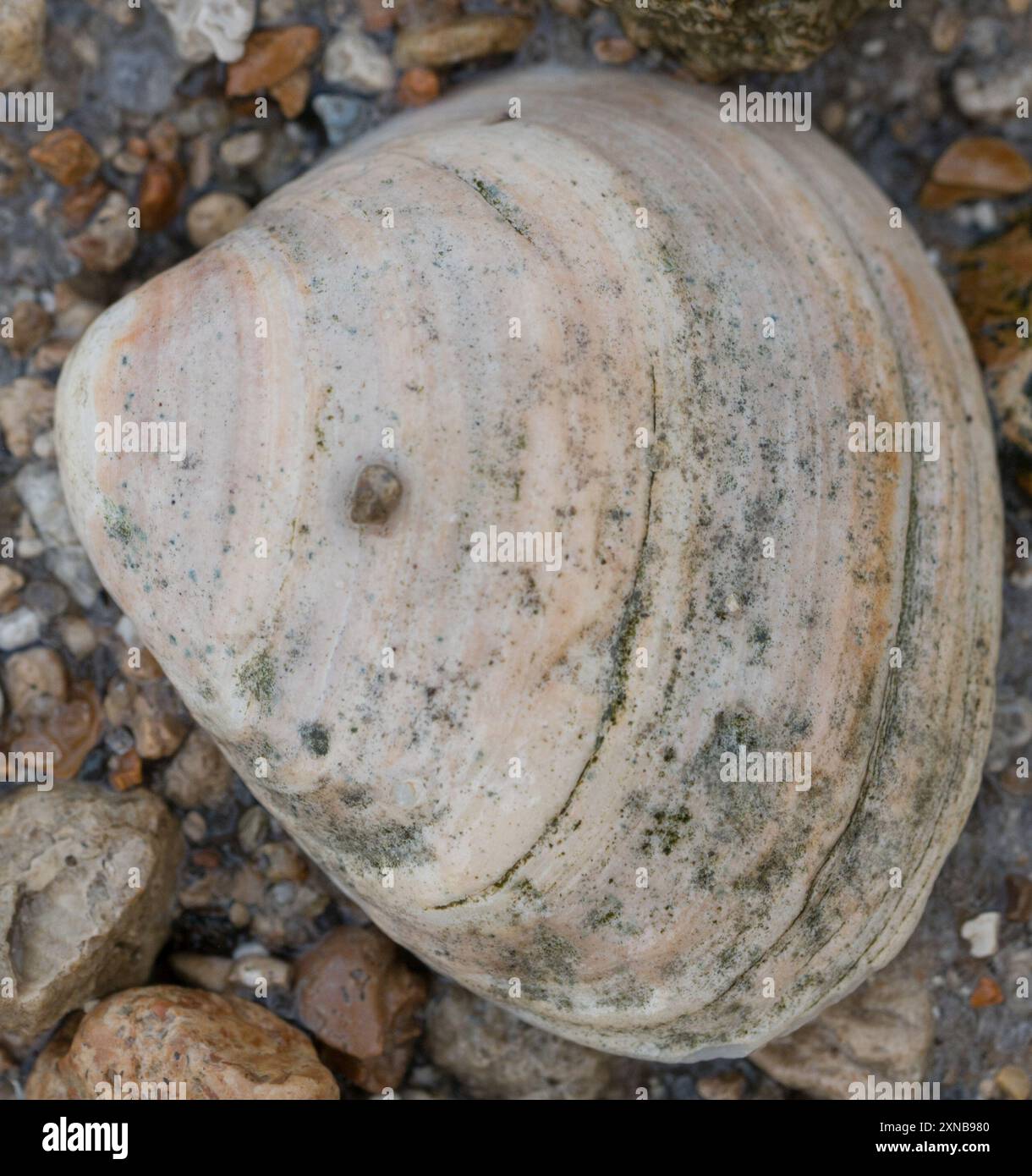 Atlantic Rangia (Rangia cuneata) Mollusca Stock Photo - Alamy