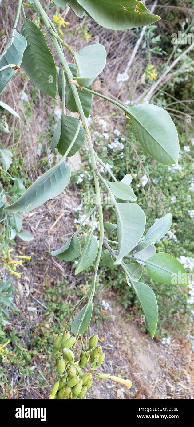 tree tobacco (Nicotiana glauca) Plantae Stock Photo - Alamy
