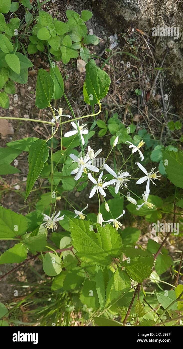 Erect Clematis (Clematis recta) Plantae Stock Photo - Alamy