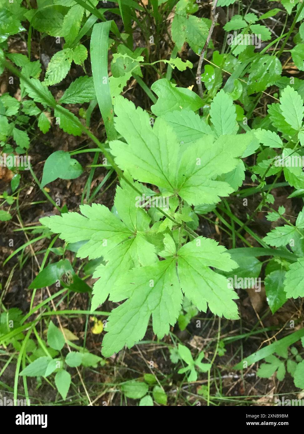 tall thimbleweed (Anemone virginiana) Plantae Stock Photo - Alamy