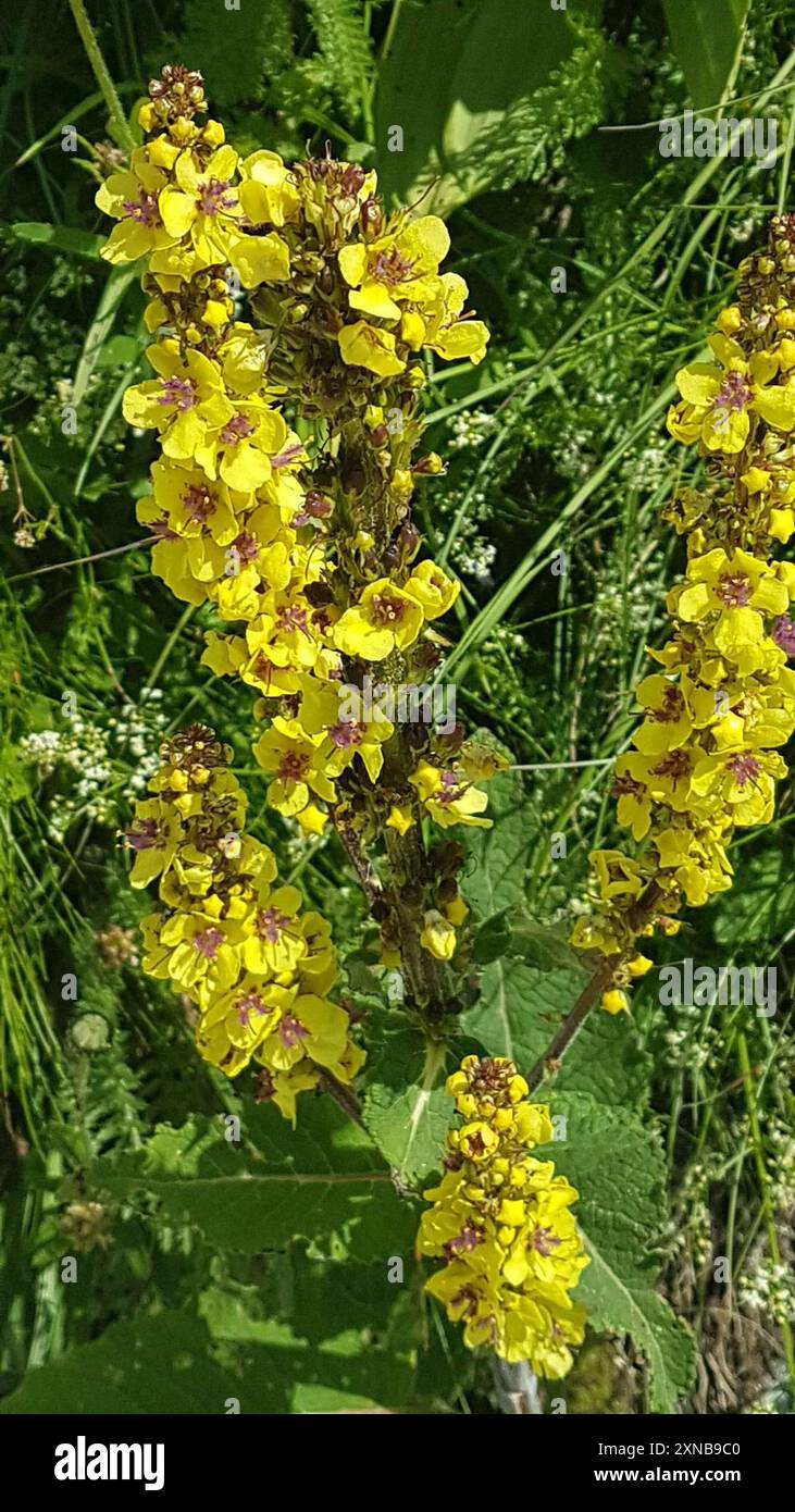 Dark Mullein (Verbascum nigrum) Plantae Stock Photo - Alamy