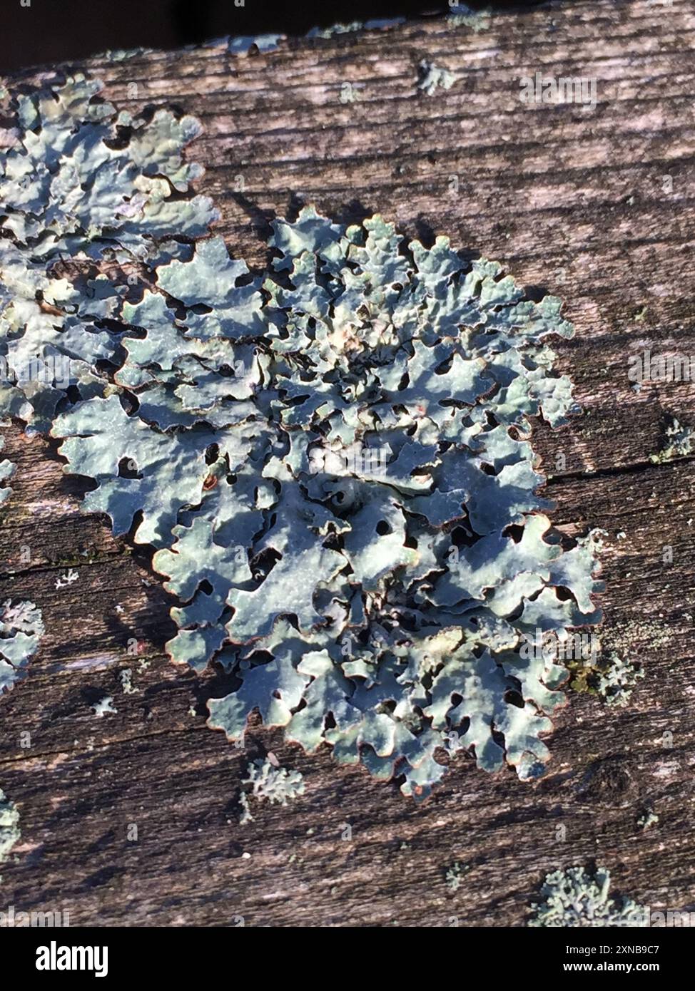 shield lichens (Parmelia) Fungi Stock Photo - Alamy