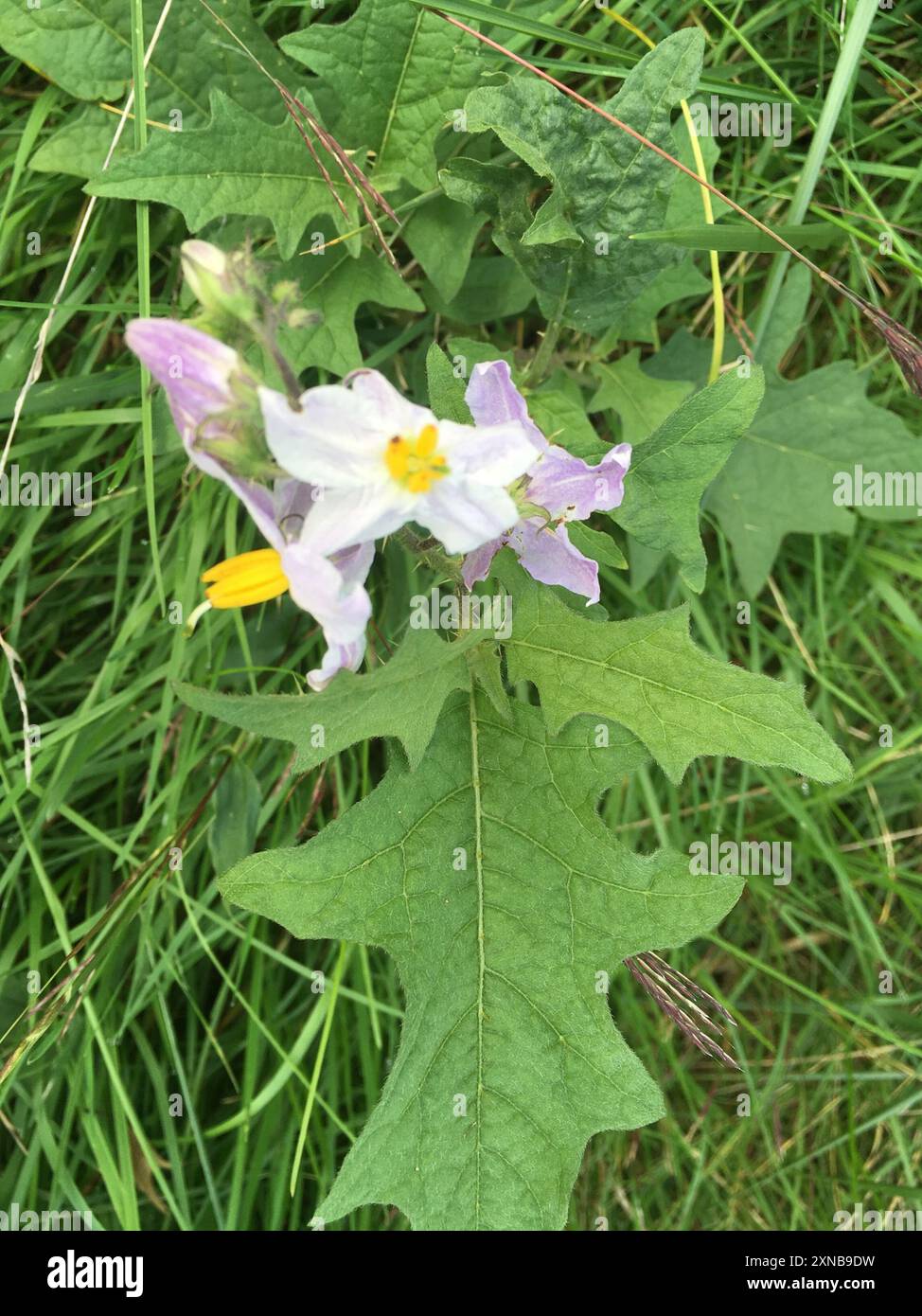 Carolina horsenettle (Solanum carolinense) Plantae Stock Photo - Alamy