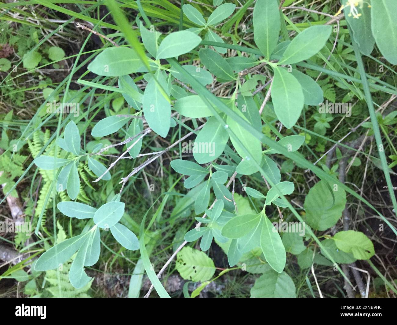 swamp fly honeysuckle (Lonicera oblongifolia) Plantae Stock Photo - Alamy