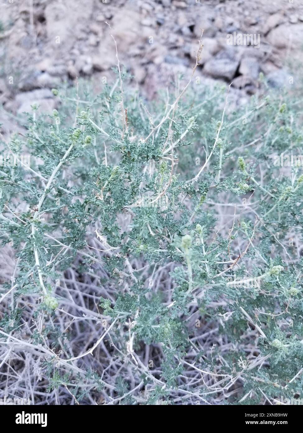 Burrobush (Ambrosia dumosa) Plantae Stock Photo - Alamy