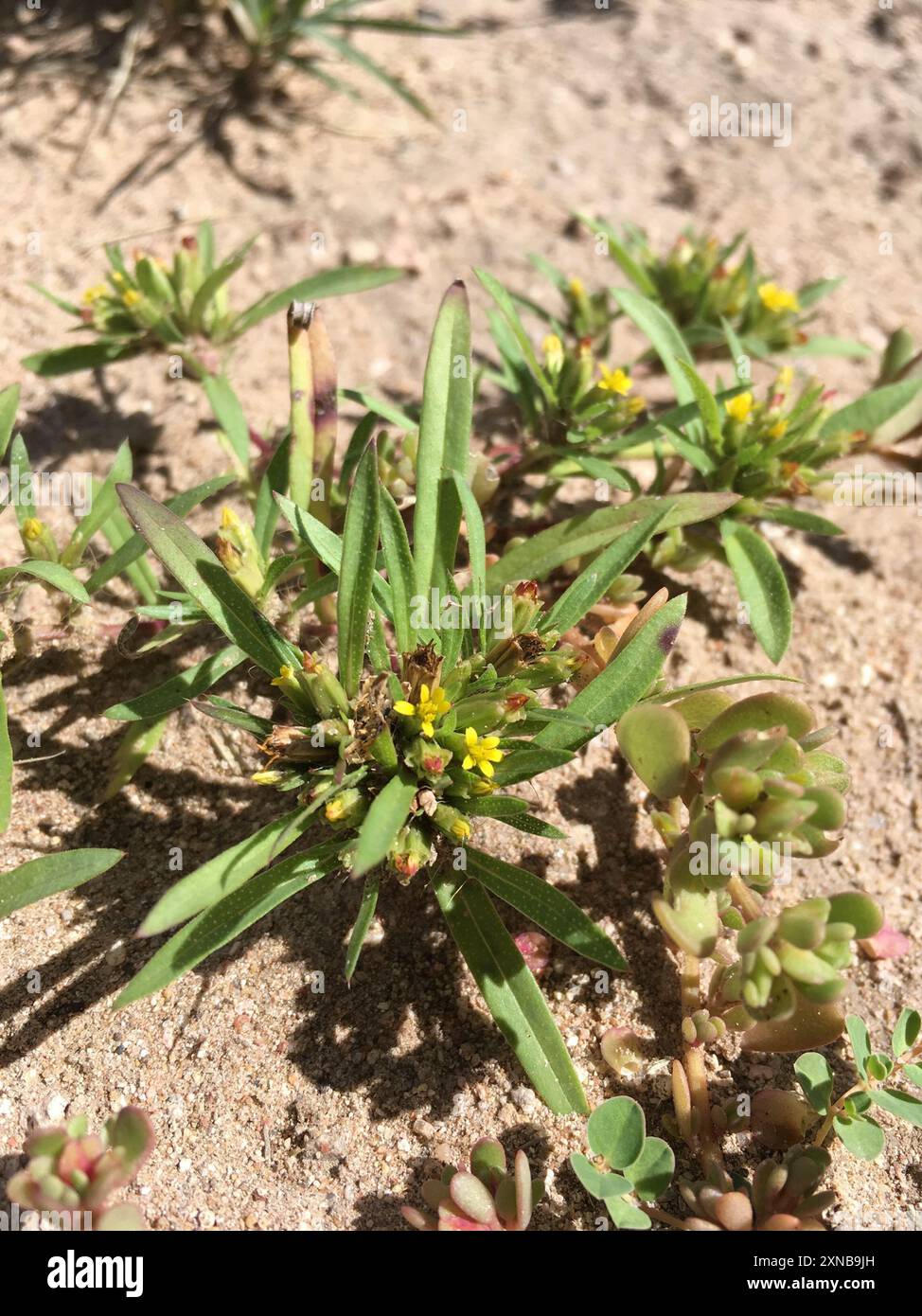 Spreading chinchweed (Pectis prostrata) Plantae Stock Photo - Alamy