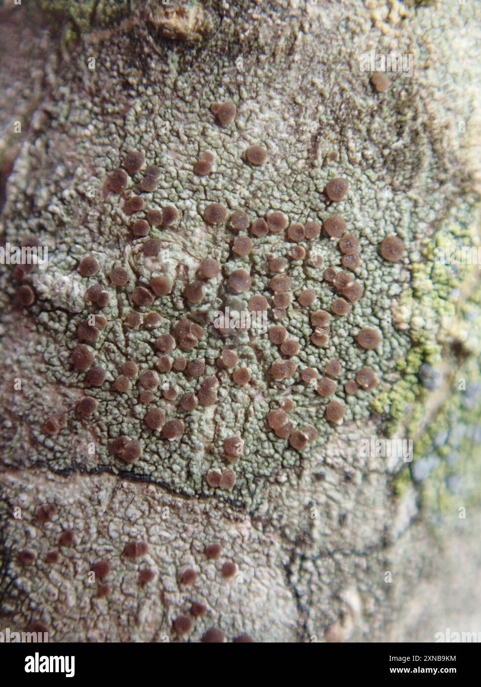Variable Brown Dotlets (Lecidea varians) Fungi Stock Photo - Alamy