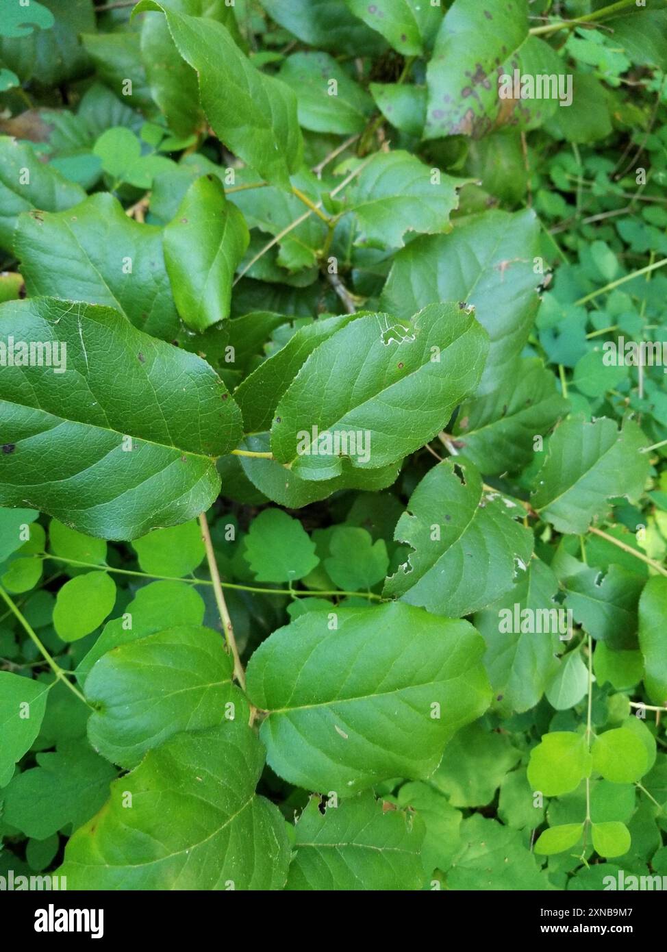 salal (Gaultheria shallon) Plantae Stock Photo - Alamy