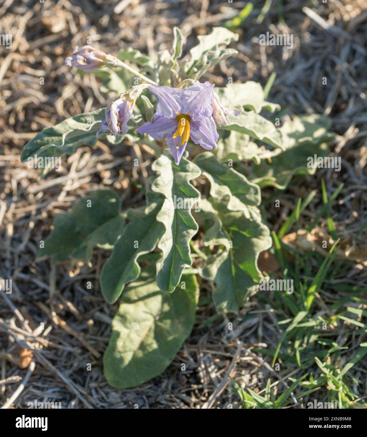 silverleaf nightshade (Solanum elaeagnifolium) Plantae Stock Photo - Alamy