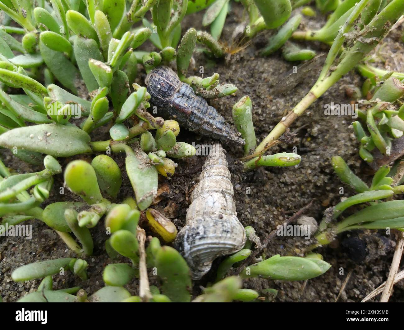 California Horn Snail (Cerithideopsis californica) Mollusca Stock Photo ...