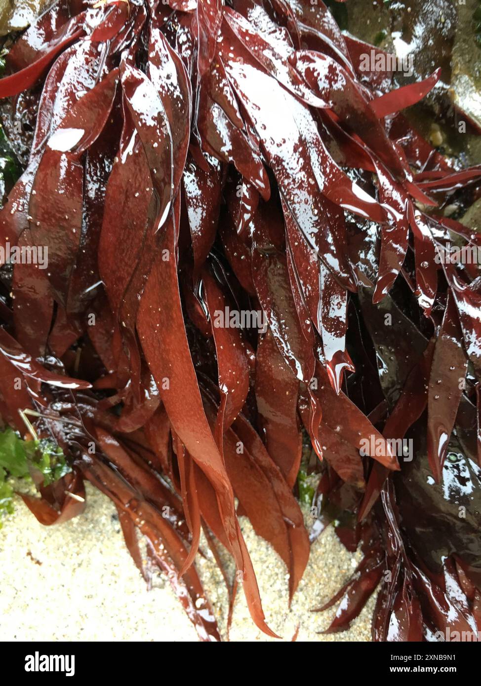 Bleach Weed (Prionitis sternbergii) Plantae Stock Photo - Alamy