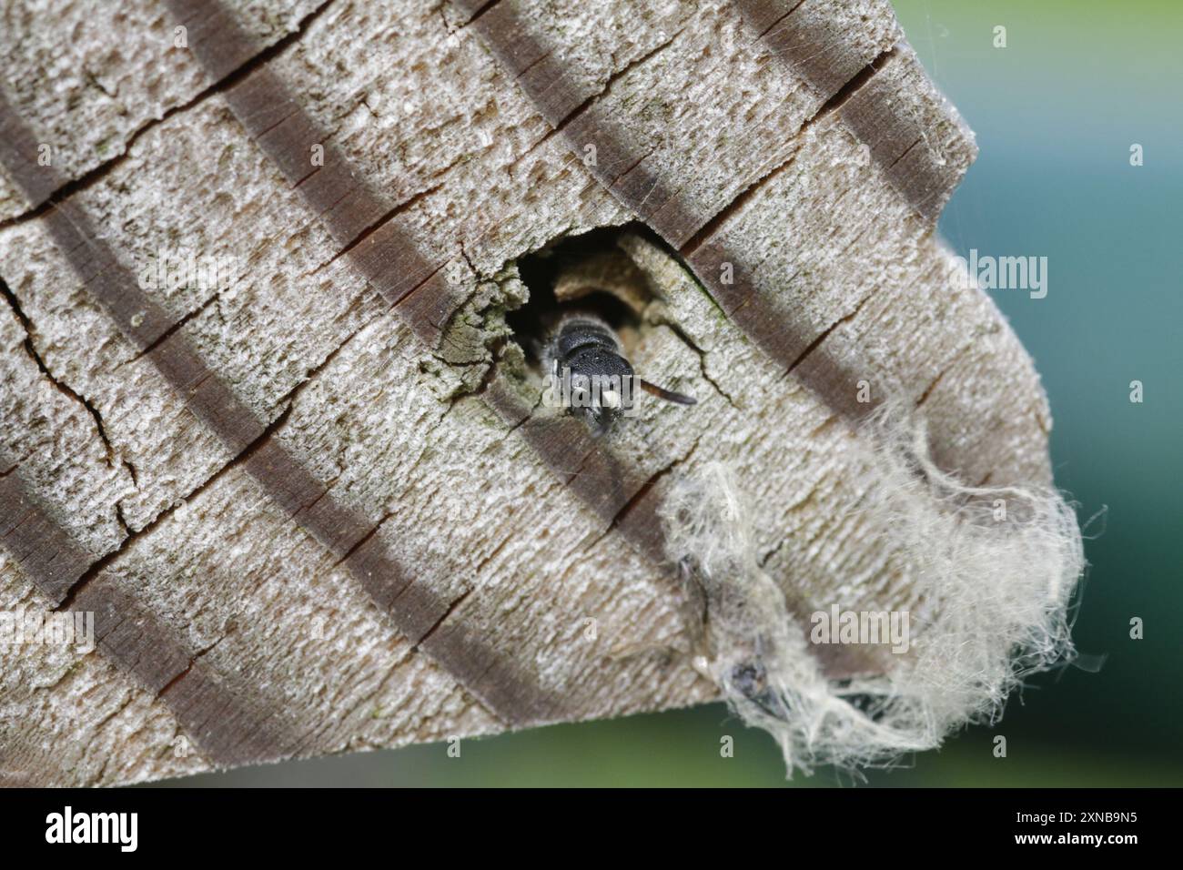 Five-spotted Club-horned Wasp (Sapyga quinquepunctata) Insecta Stock ...