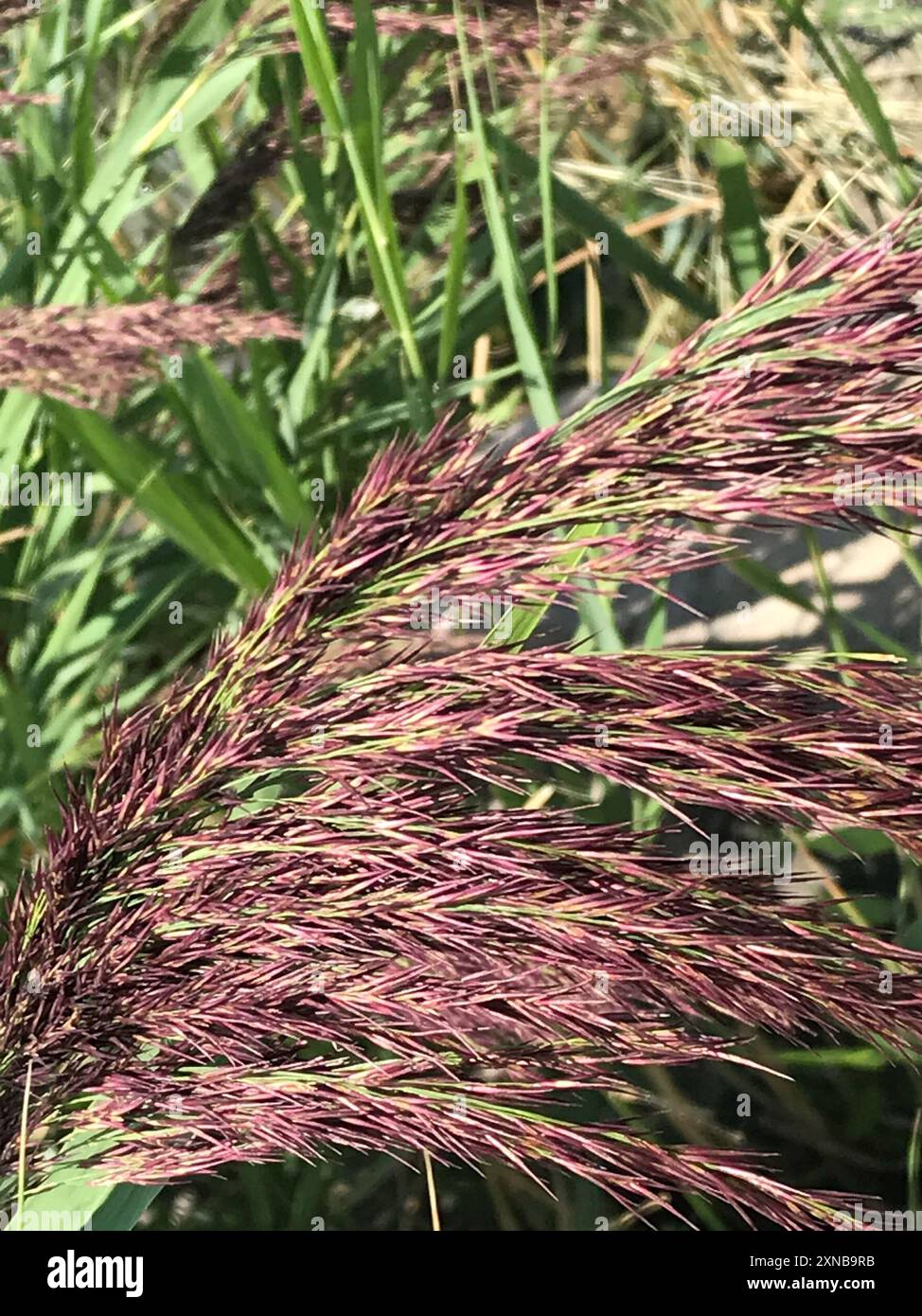 common reed (Phragmites australis) Plantae Stock Photo - Alamy