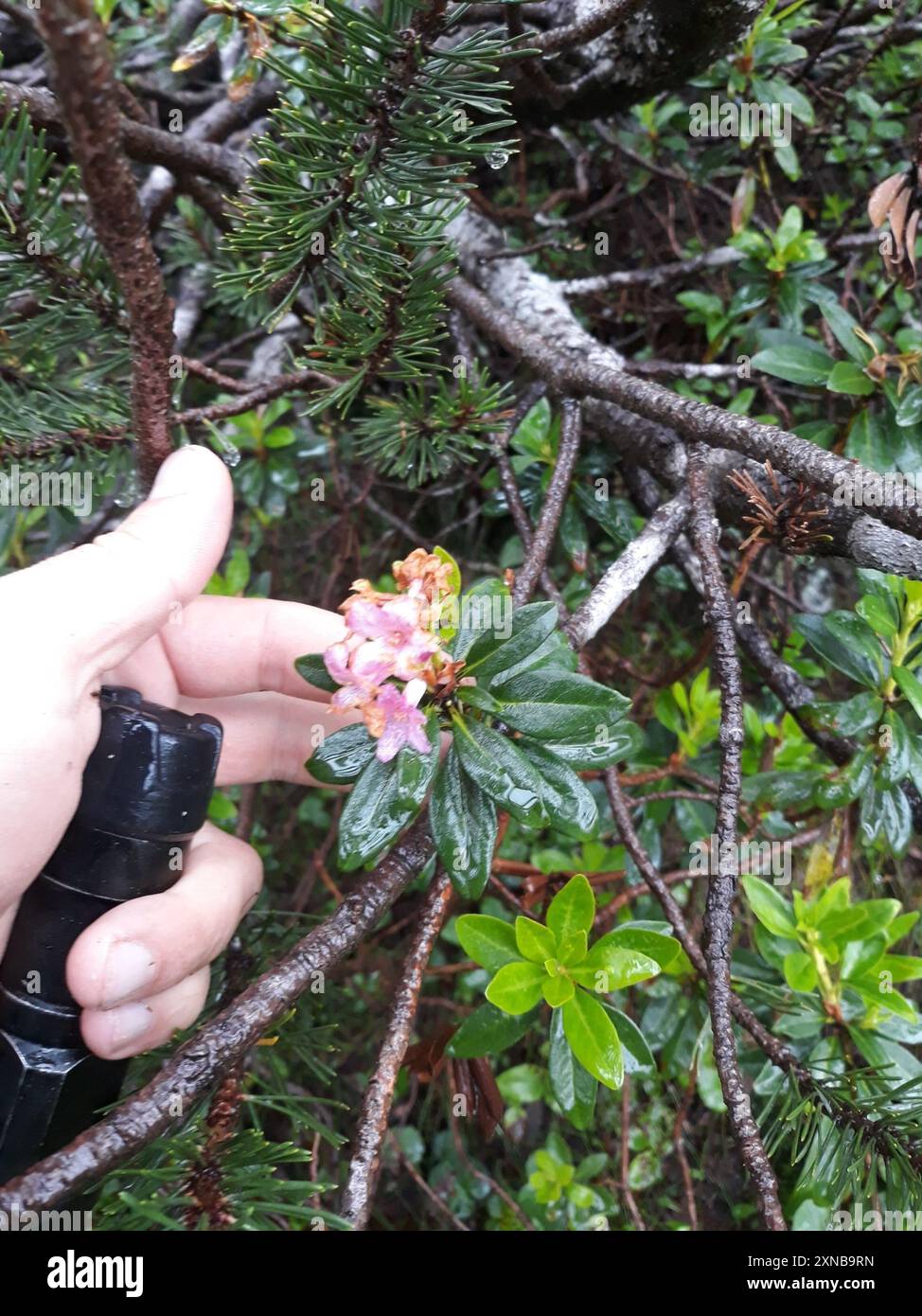 Rusty-leaved Alpenrose (Rhododendron ferrugineum) Plantae Stock Photo ...
