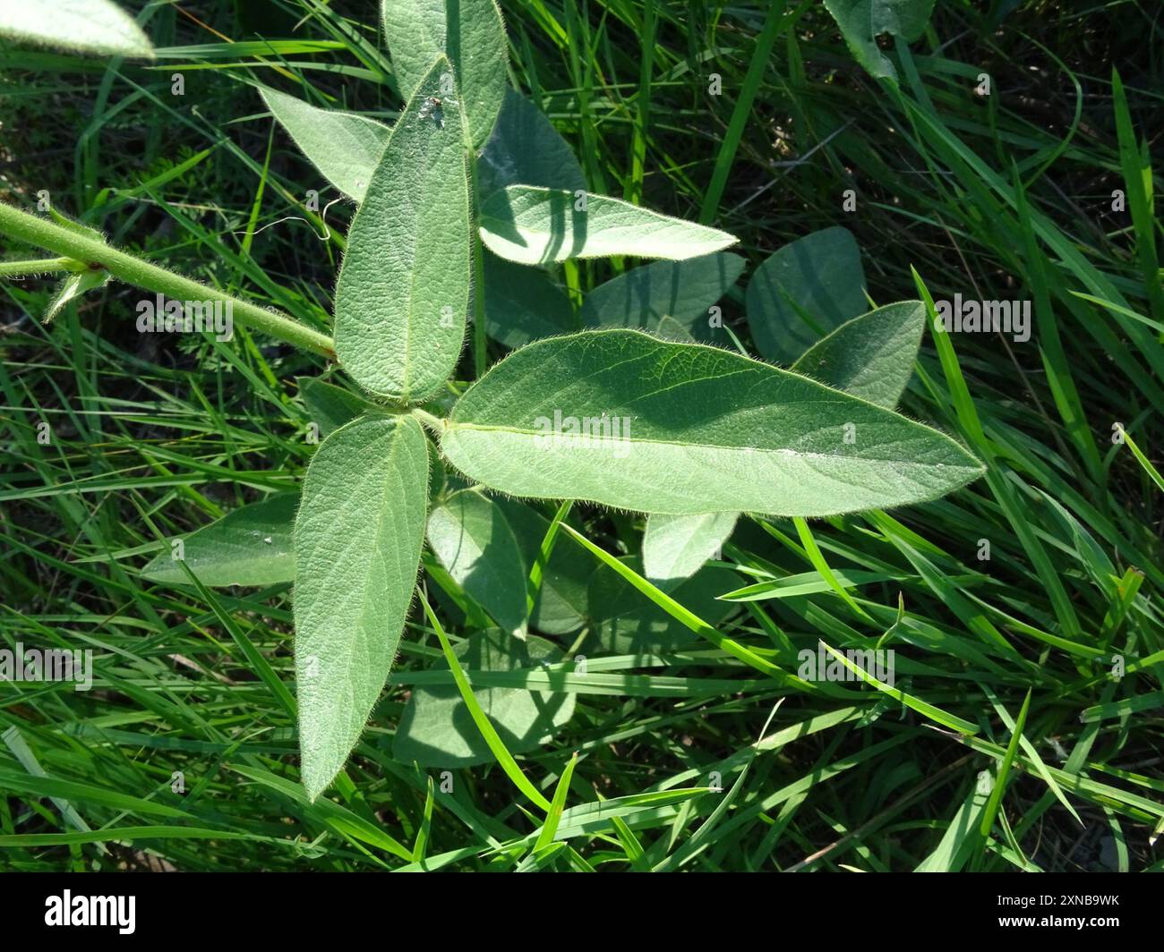 Illinois tick-trefoil (Desmodium illinoense) Plantae Stock Photo - Alamy