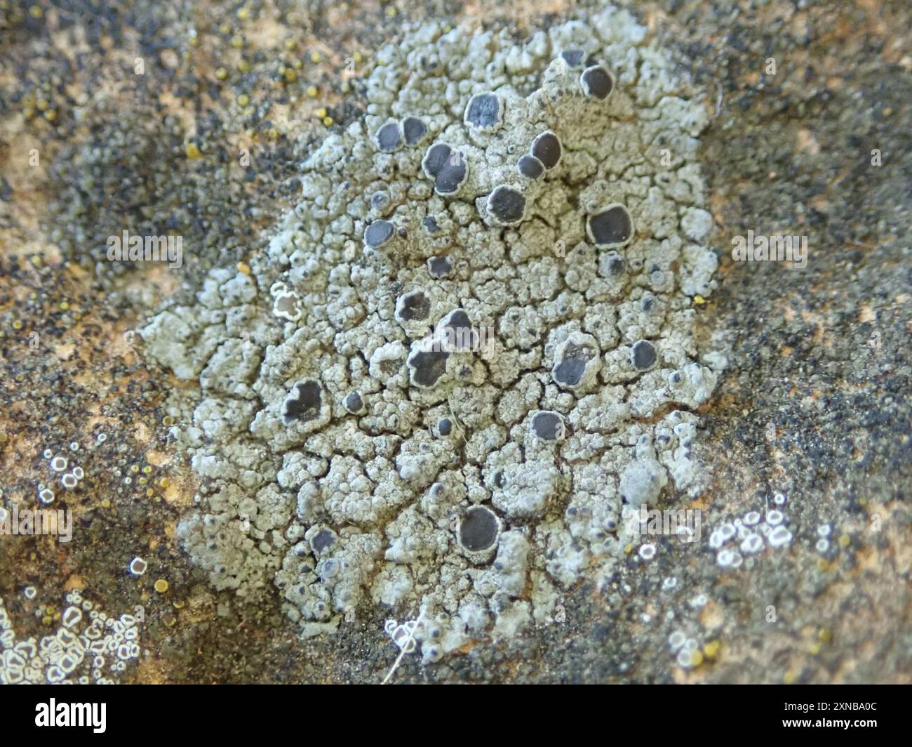 Pepper-Spore Lichens (Rinodina) Fungi Stock Photo - Alamy