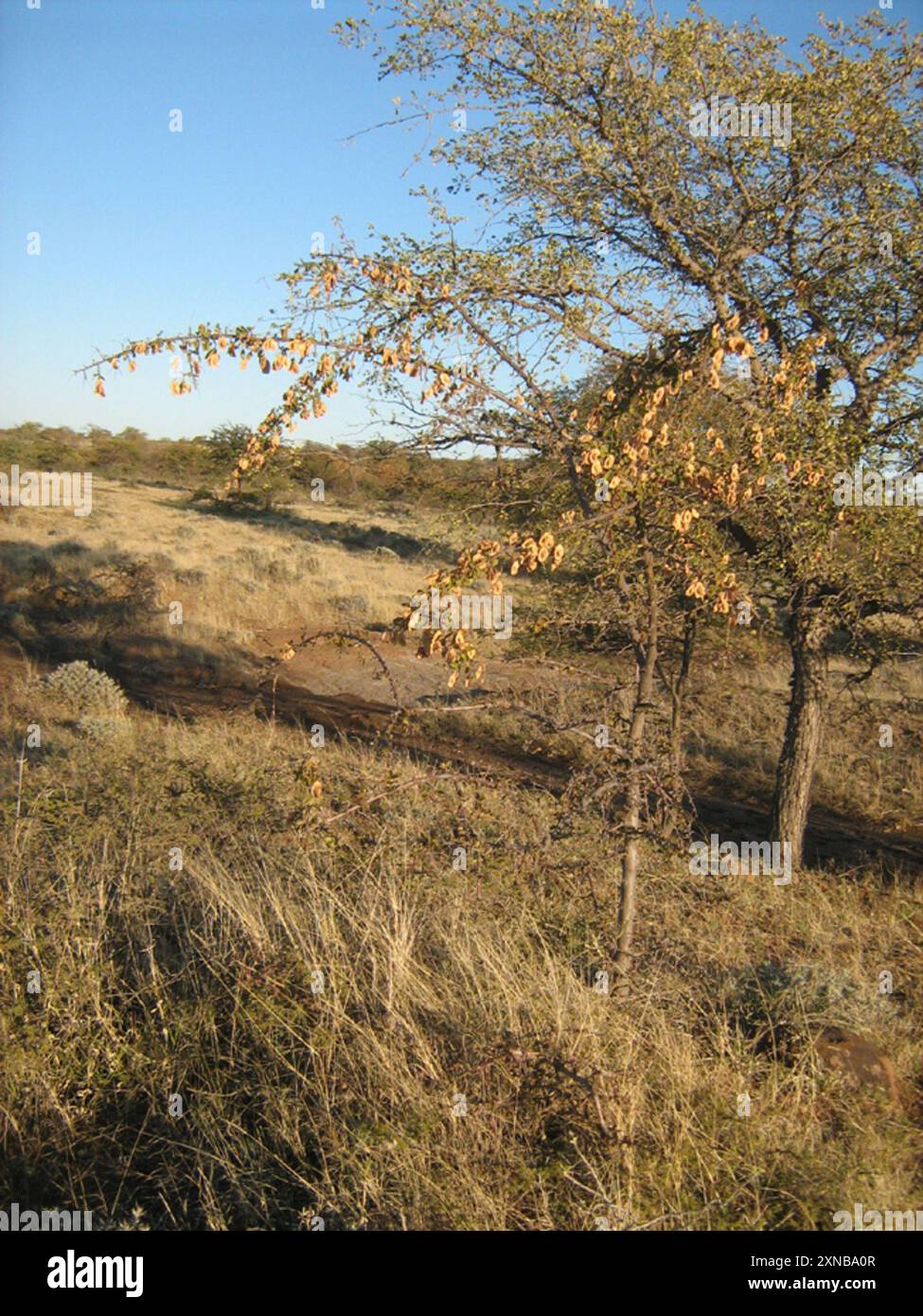 Purplepod clusterleaf (Terminalia prunioides) Plantae Stock Photo - Alamy