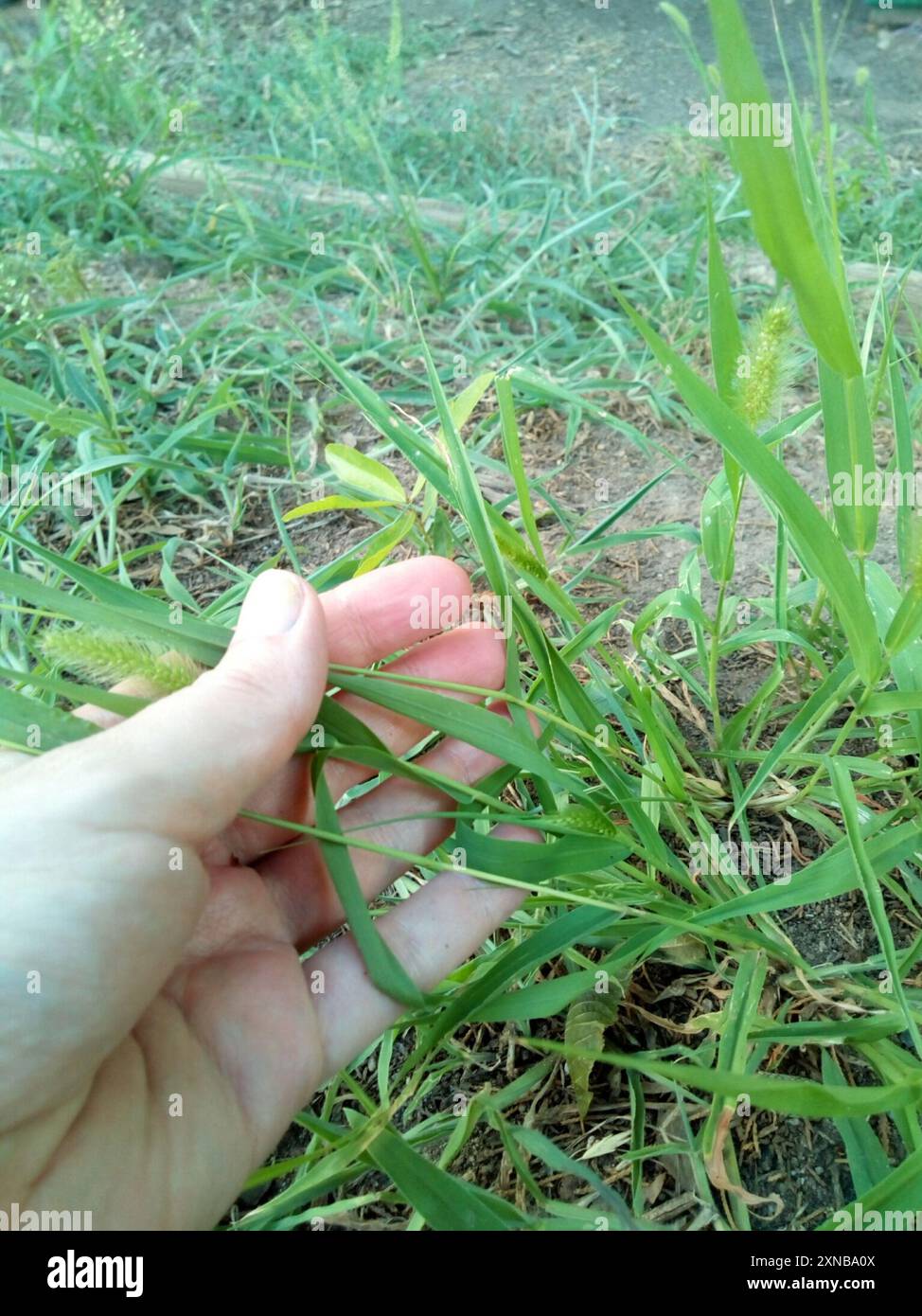 Green Bristle Grass (Setaria viridis) Plantae Stock Photo - Alamy