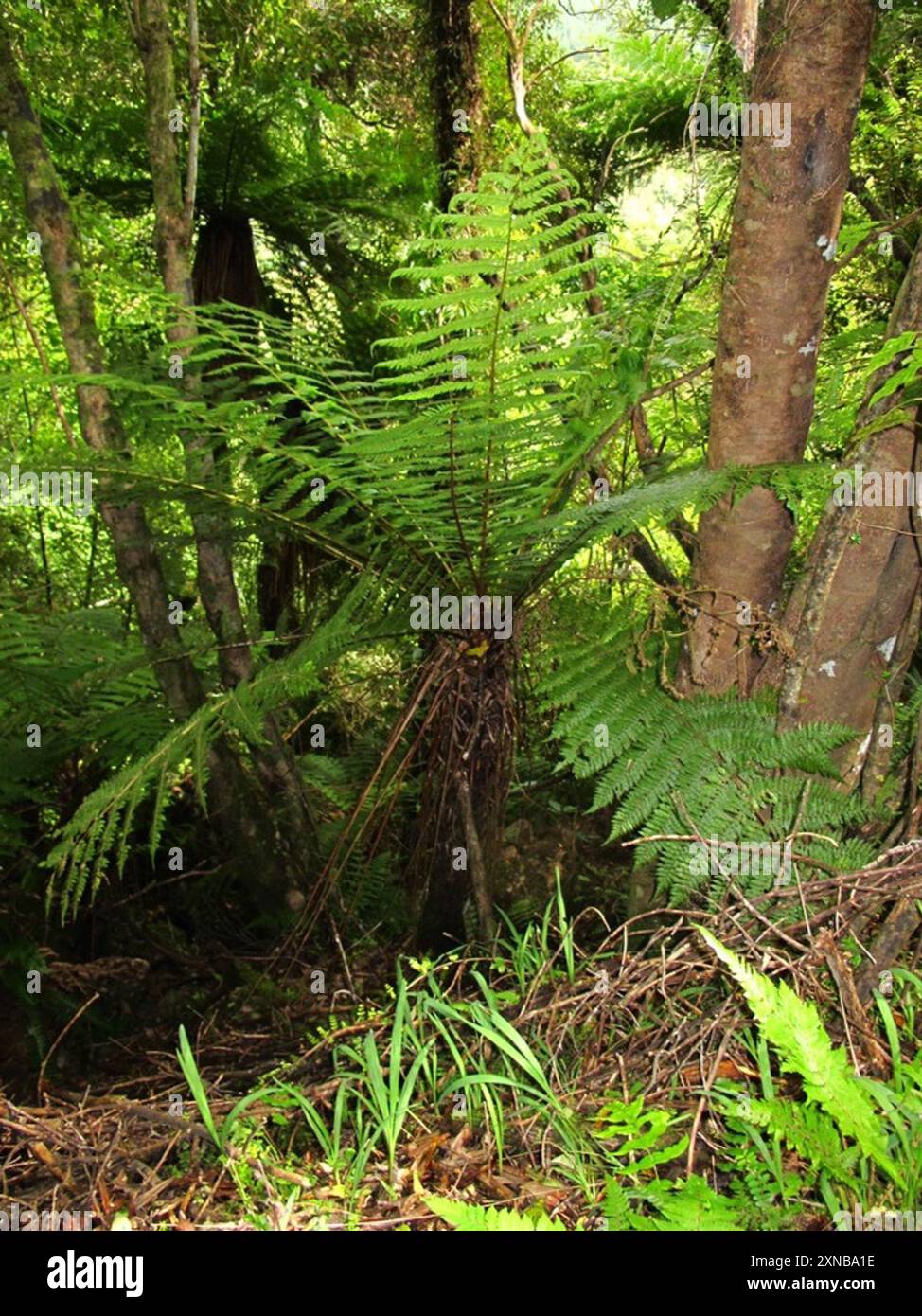 golden tree fern (Dicksonia fibrosa) Plantae Stock Photo - Alamy