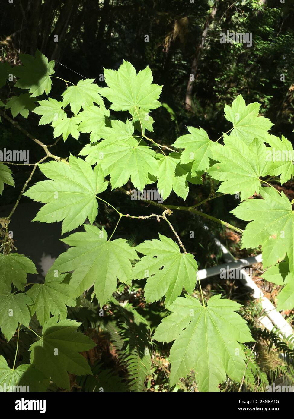 Vine Maple (Acer circinatum) Plantae Stock Photo - Alamy