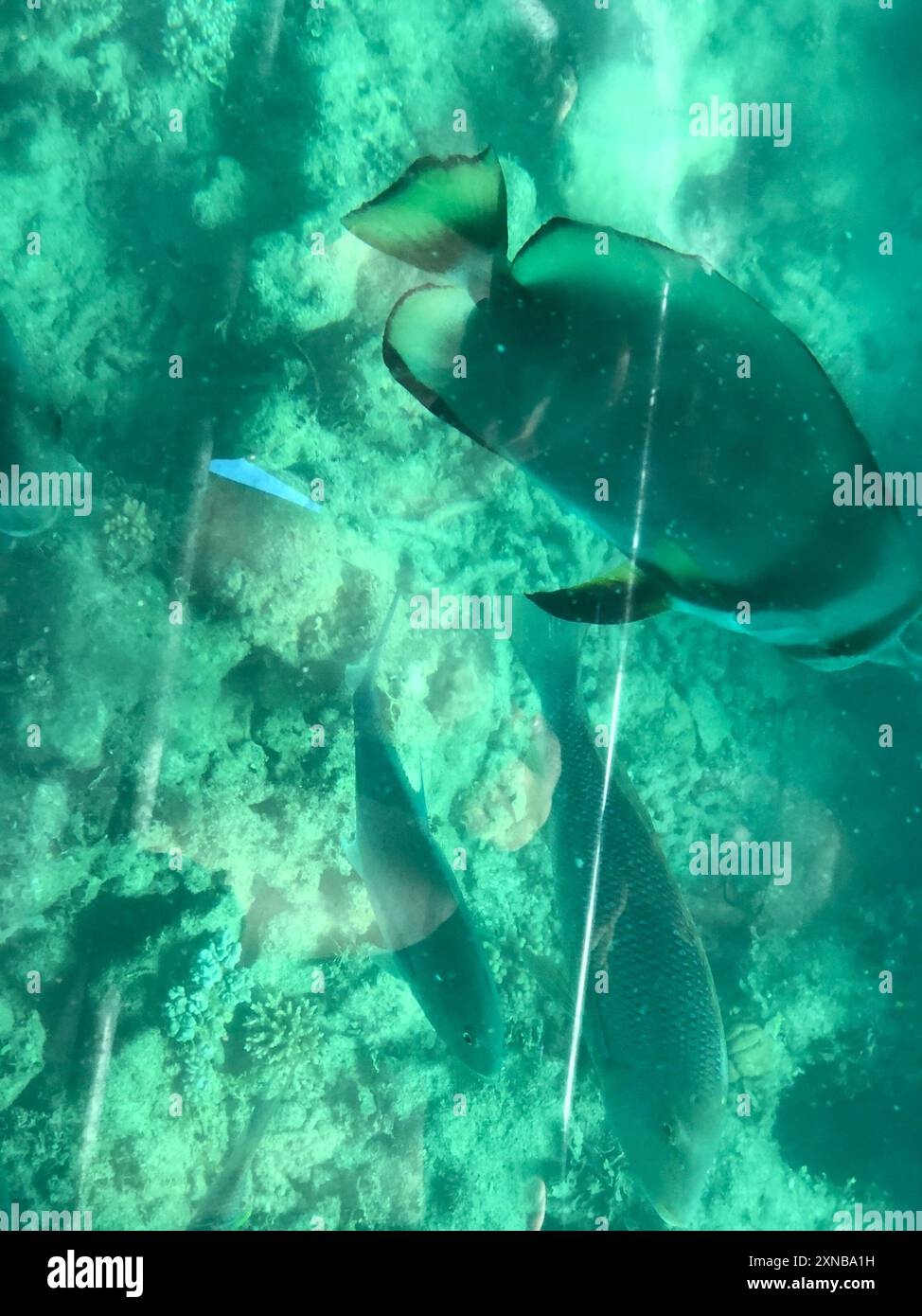 Round Batfish (Platax orbicularis) Actinopterygii Stock Photo - Alamy