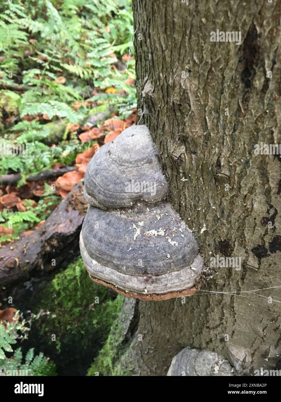 Hoof Fungus (Fomes fomentarius) Fungi Stock Photo - Alamy