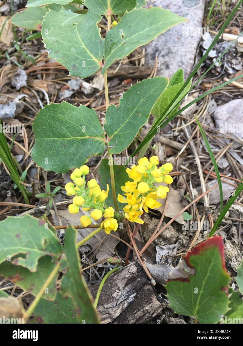 creeping mahonia (Berberis repens) Plantae Stock Photo - Alamy