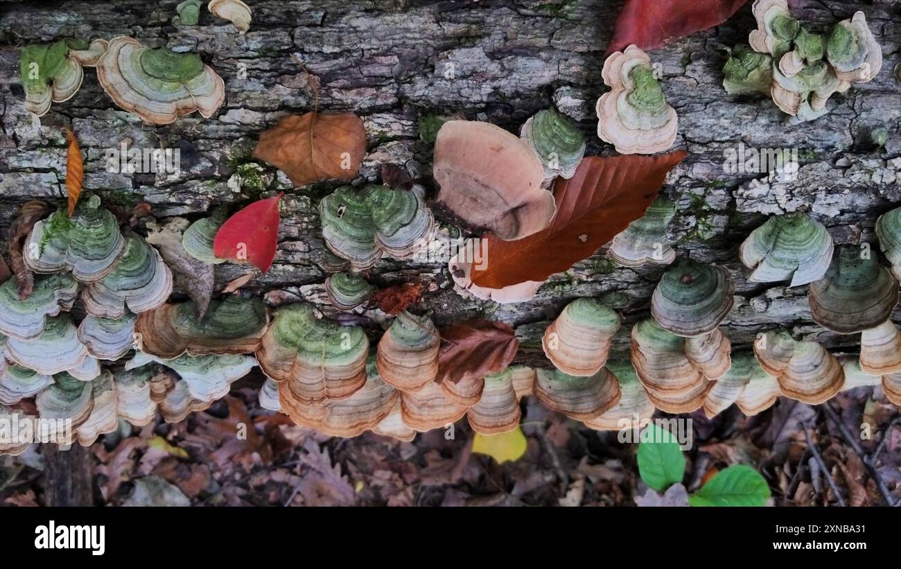 False Turkey-Tail (Stereum ostrea) Fungi Stock Photo - Alamy