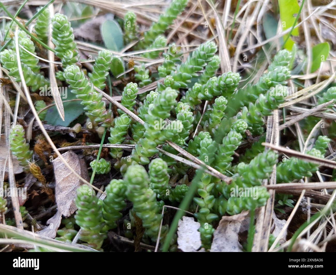Biting Stonecrop (Sedum acre) Plantae Stock Photo - Alamy