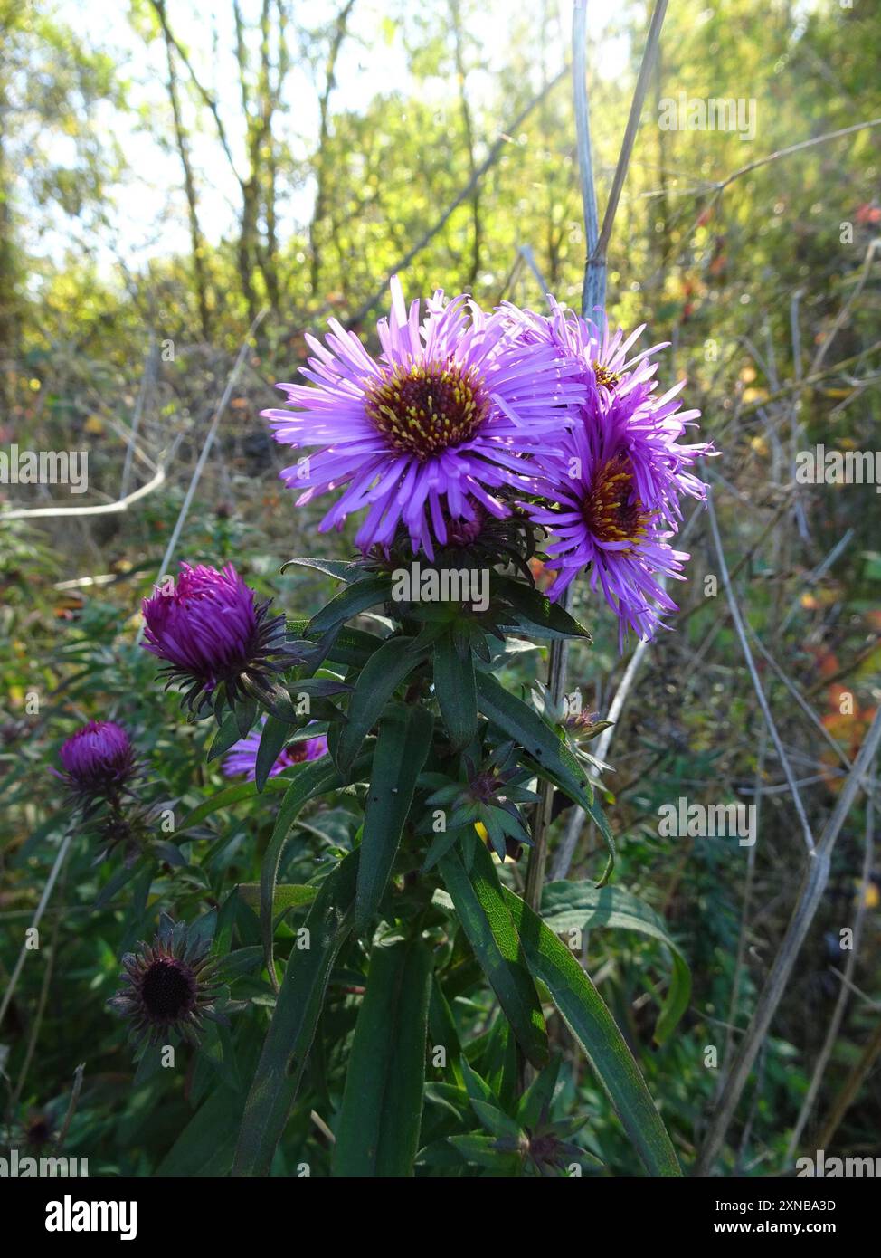 New England aster (Symphyotrichum novae-angliae) Plantae Stock Photo ...