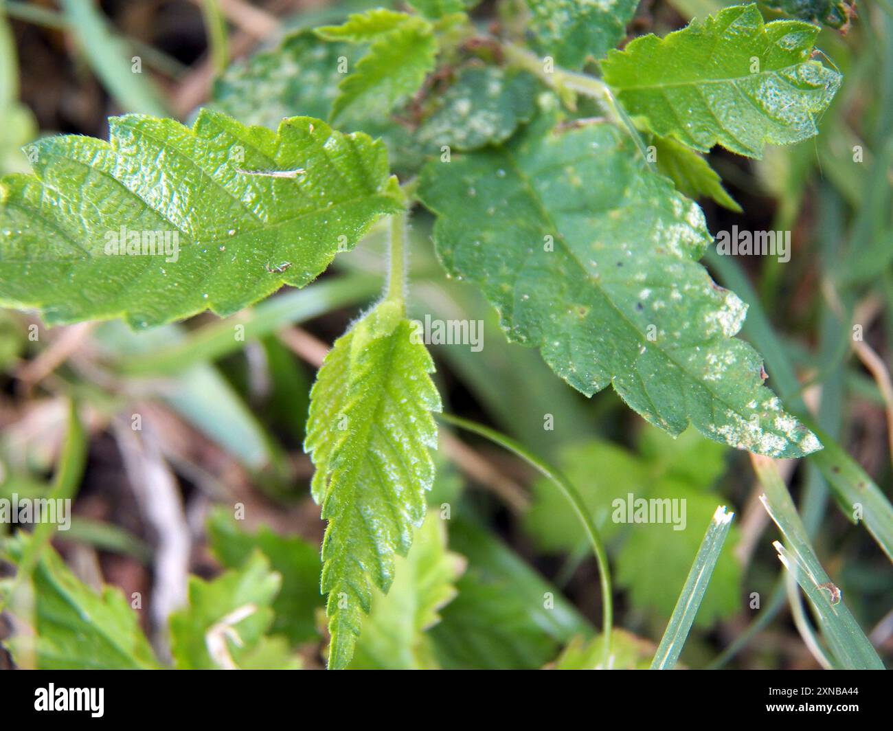 flowering plants (Angiospermae) Plantae Stock Photo - Alamy