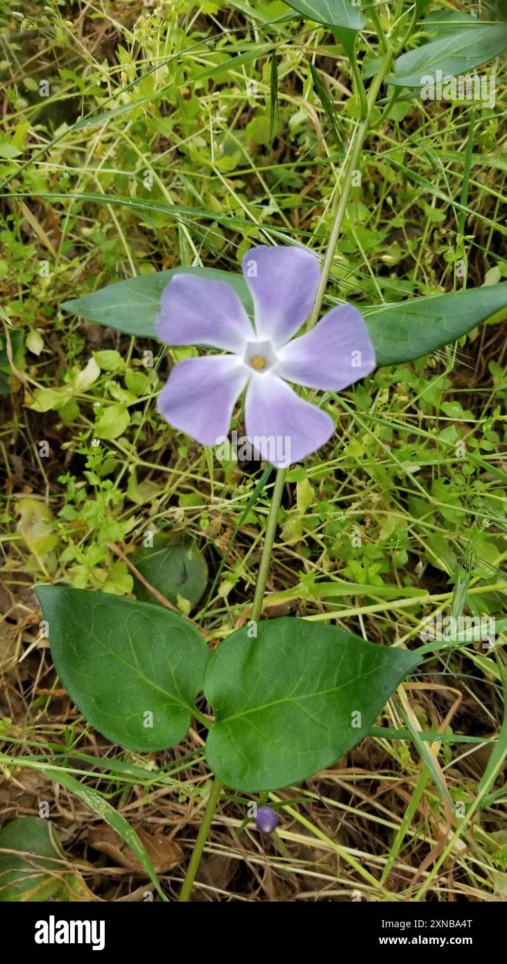 greater periwinkle (Vinca major) Plantae Stock Photo - Alamy