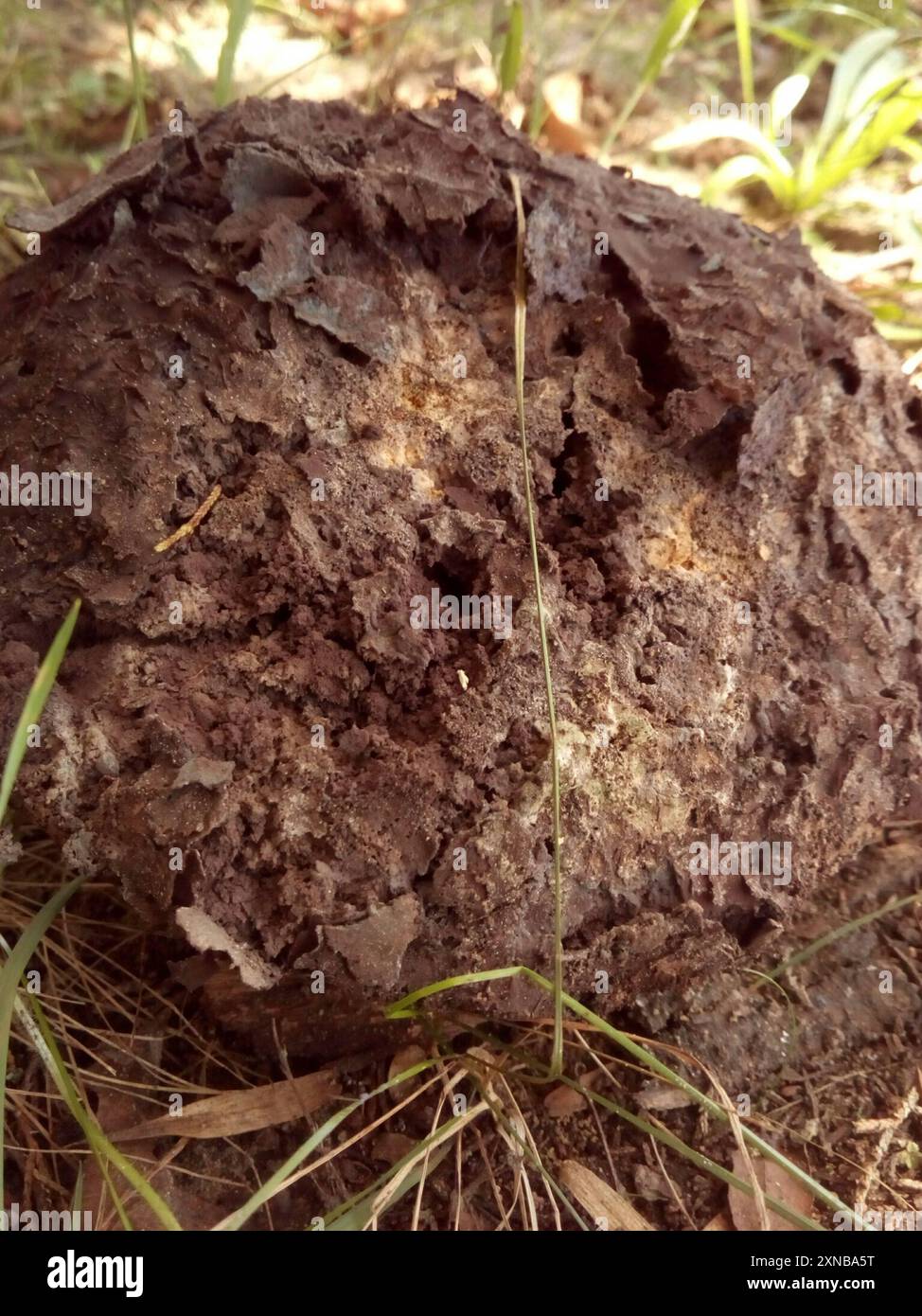 Purple-spored Puffball (Calvatia cyathiformis) Fungi Stock Photo - Alamy