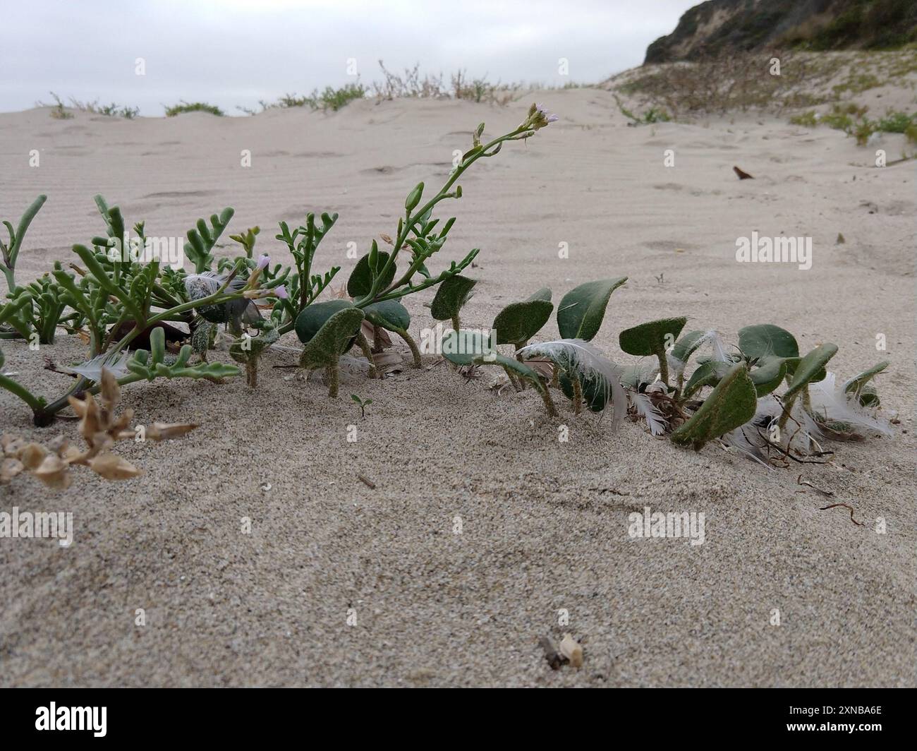 Yellow Sand Verbena (Abronia latifolia) Plantae Stock Photo - Alamy