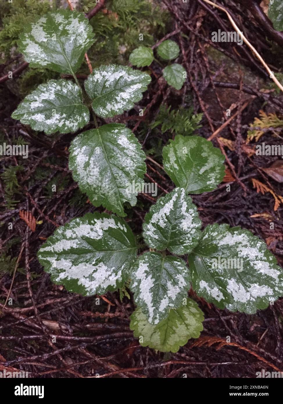 Variegated Yellow Archangel (Lamium galeobdolon argentatum) Plantae ...
