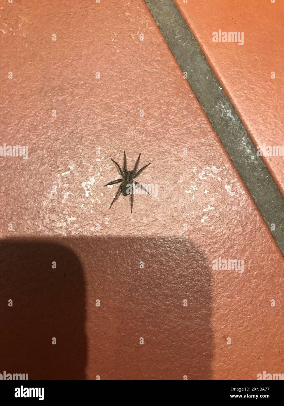 Fox Spiders (Alopecosa) Arachnida Stock Photo - Alamy