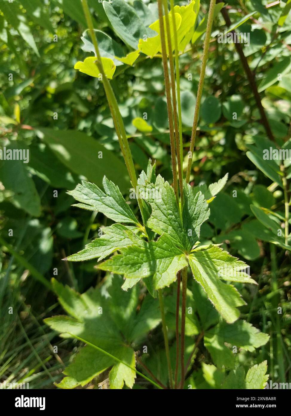 tall thimbleweed (Anemone virginiana) Plantae Stock Photo - Alamy