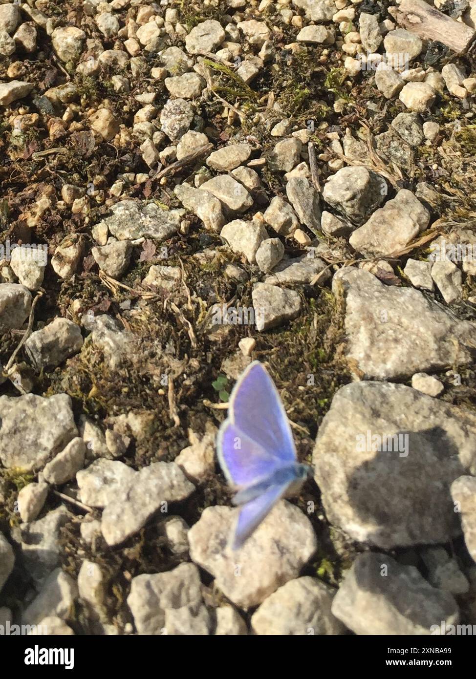 Common Blue (Polyommatus icarus) Insecta Stock Photo - Alamy