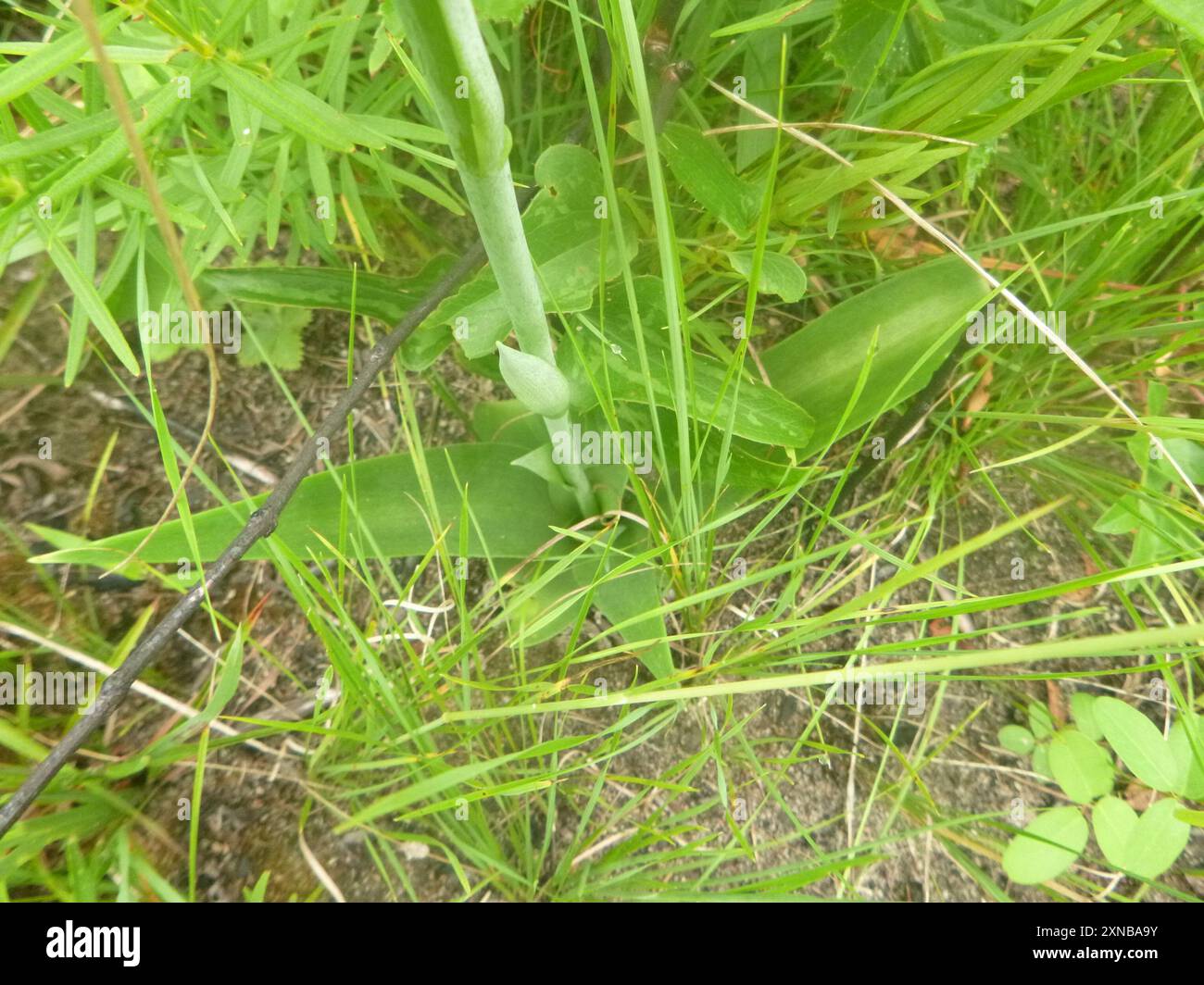 Eastern False Aloe (Manfreda virginica) Plantae Stock Photo - Alamy