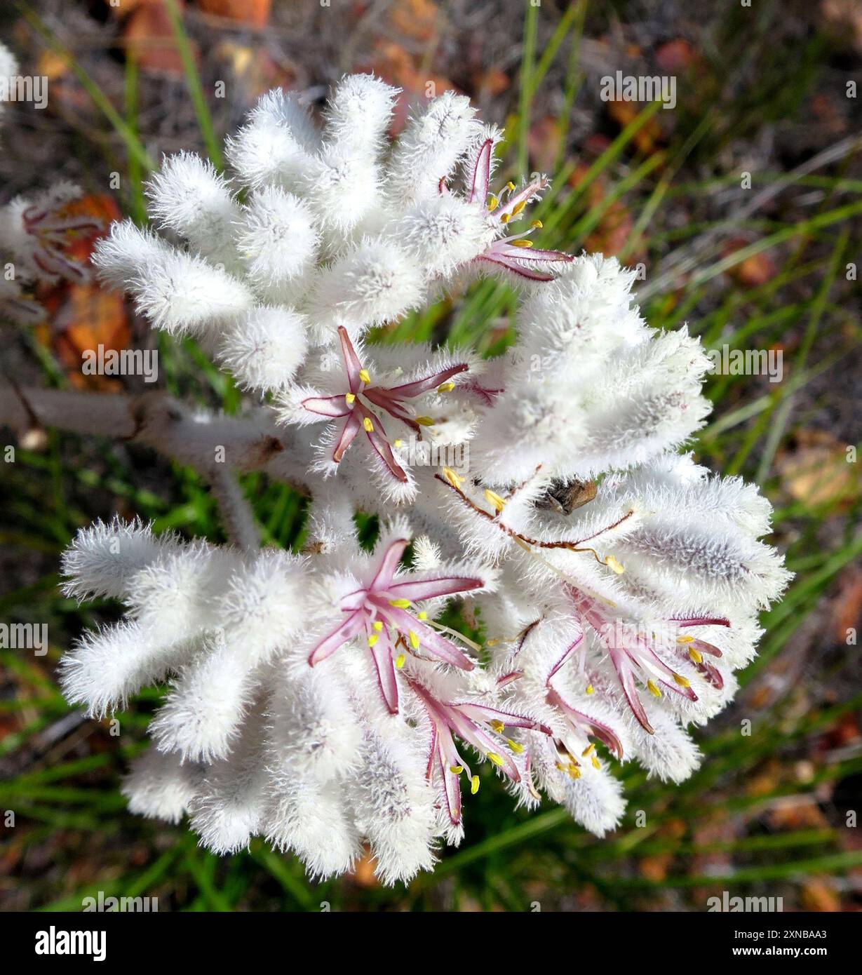Lambstail (Lanaria lanata) Plantae Stock Photo - Alamy
