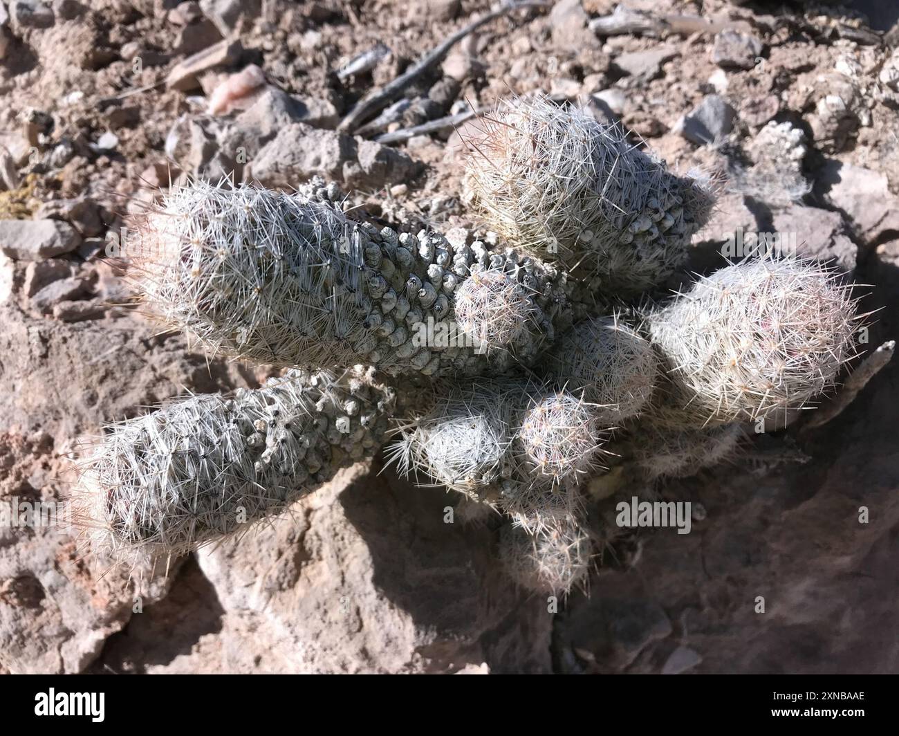 Whitecolumn Foxtail Cactus (Escobaria tuberculosa) Plantae Stock Photo ...