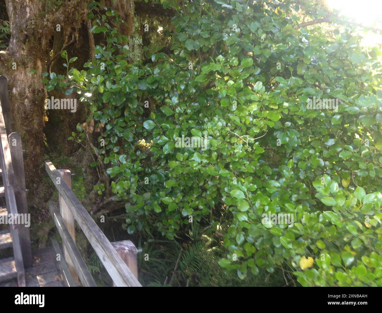 New Zealand Broadleaf (Griselinia littoralis) Plantae Stock Photo - Alamy