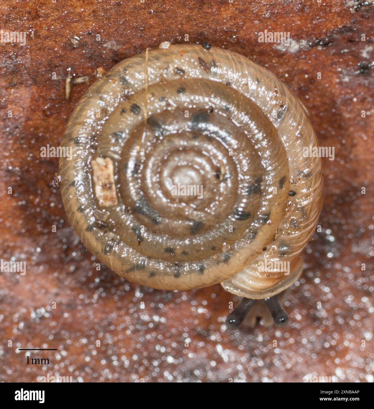 Southern Flatcoil (Polygyra cereolus) Mollusca Stock Photo - Alamy