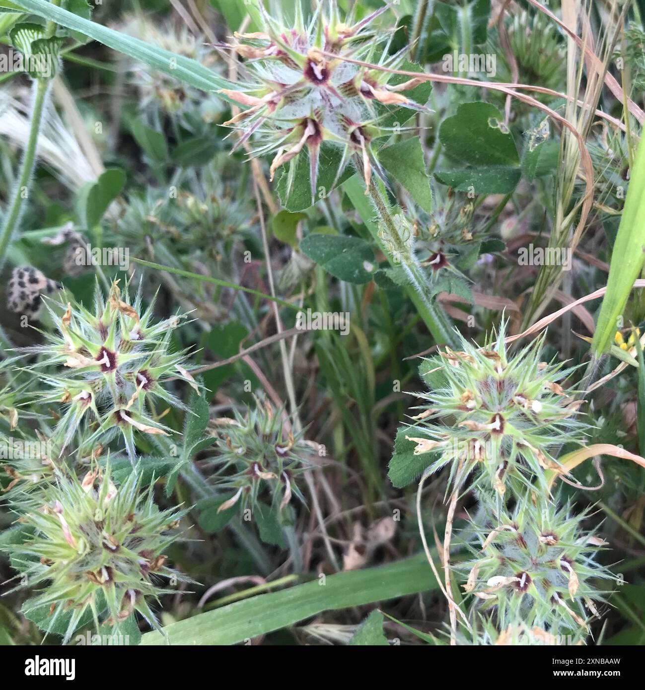 Star Clover (Trifolium stellatum) Plantae Stock Photo - Alamy