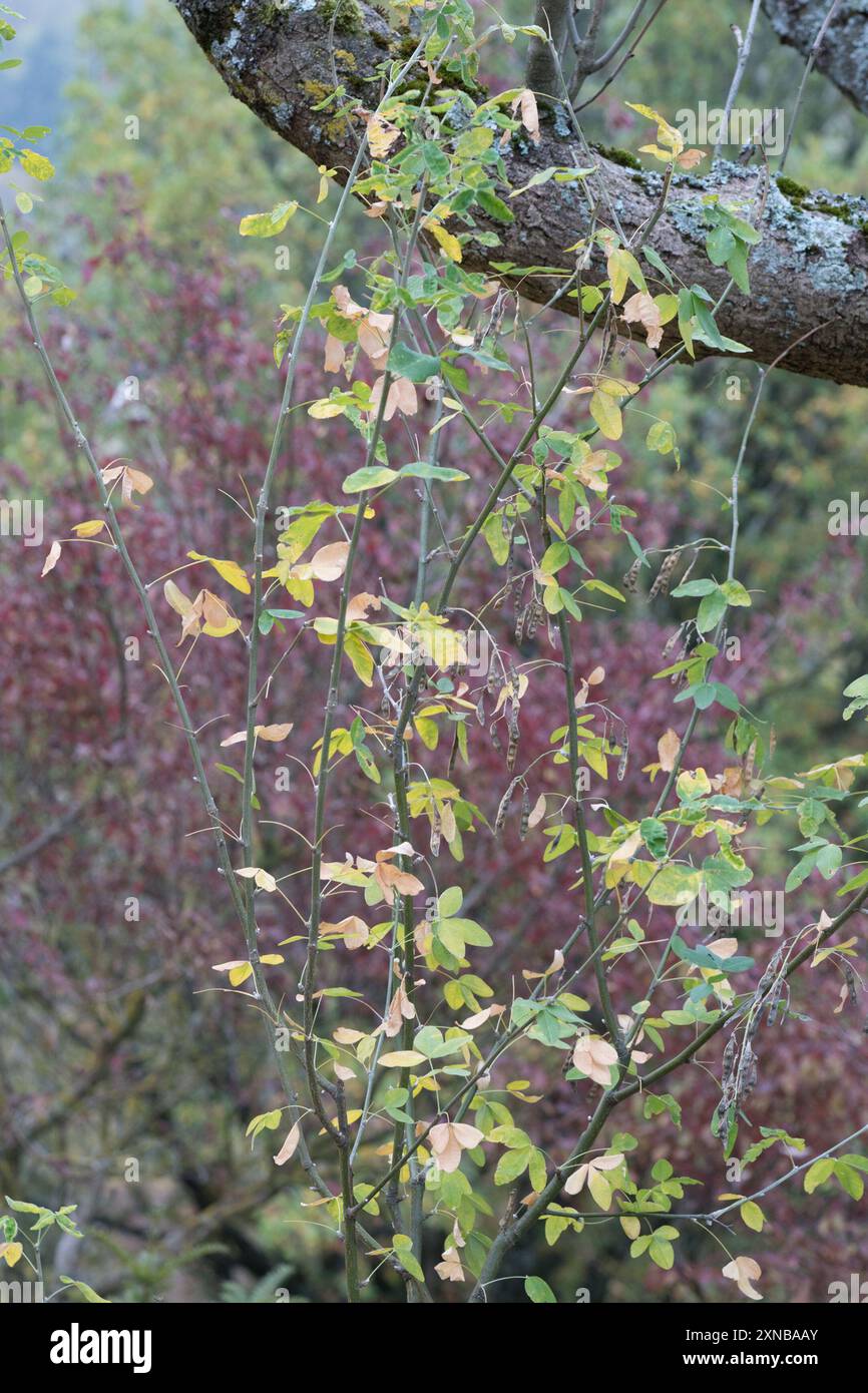 Common Laburnum (Laburnum anagyroides) Plantae Stock Photo - Alamy