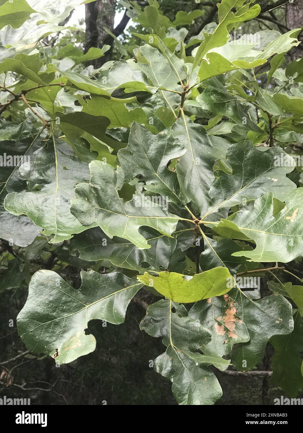 post oak (Quercus stellata) Plantae Stock Photo - Alamy